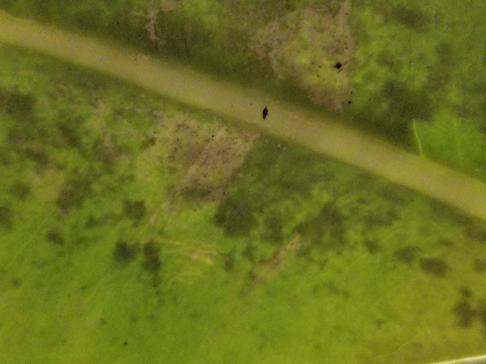 Rubber Plant Disease or pest? in the Houseplants forum - Garden.org