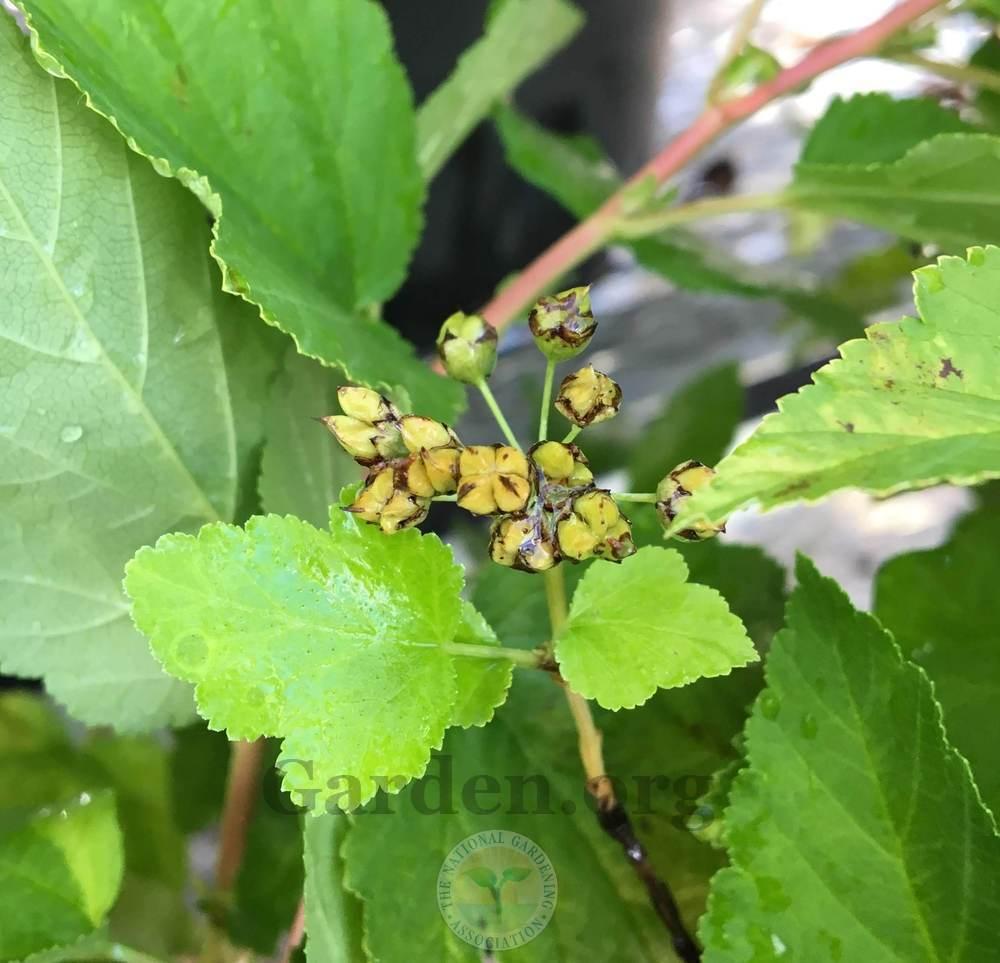 Eastern Ninebark (Physocarpus opulifolius Gumdrop™ Lemon Candy) in the ...