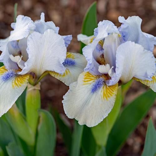 Standard Dwarf Bearded Iris (Iris 'Cry Baby') in the Irises Database ...
