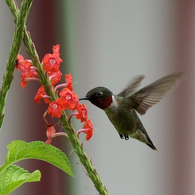 Photo of the bloom of Red Porterweed (Stachytarpheta mutabilis) posted ...