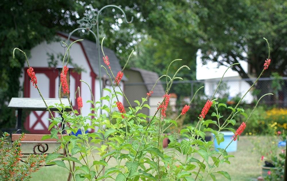 Photo of the bloom of Red Porterweed (Stachytarpheta mutabilis) posted ...