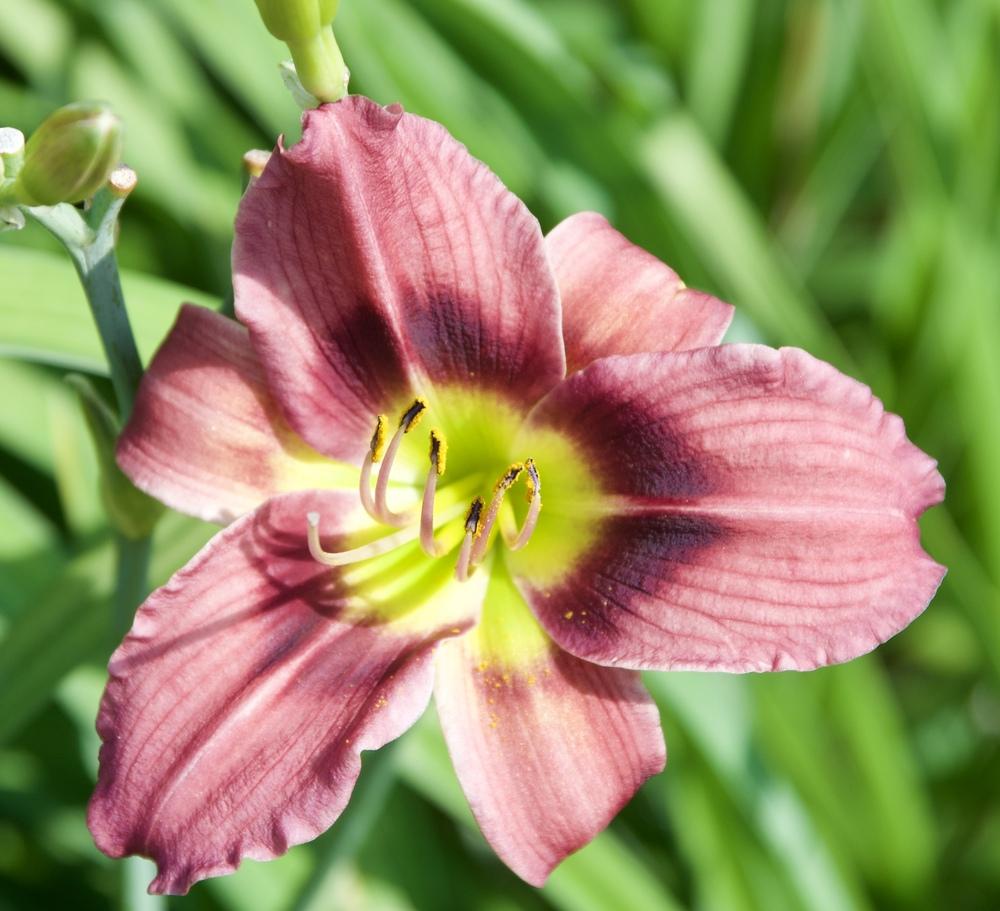 Daylily (Hemerocallis 'Longfields Purple Eye') in the Daylilies ...