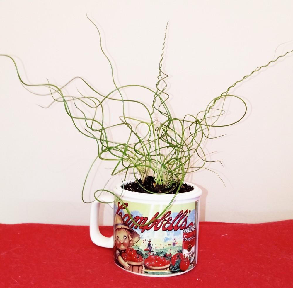 Corkscrew Rush (Juncus effusus 'Big Twister') - Garden.org