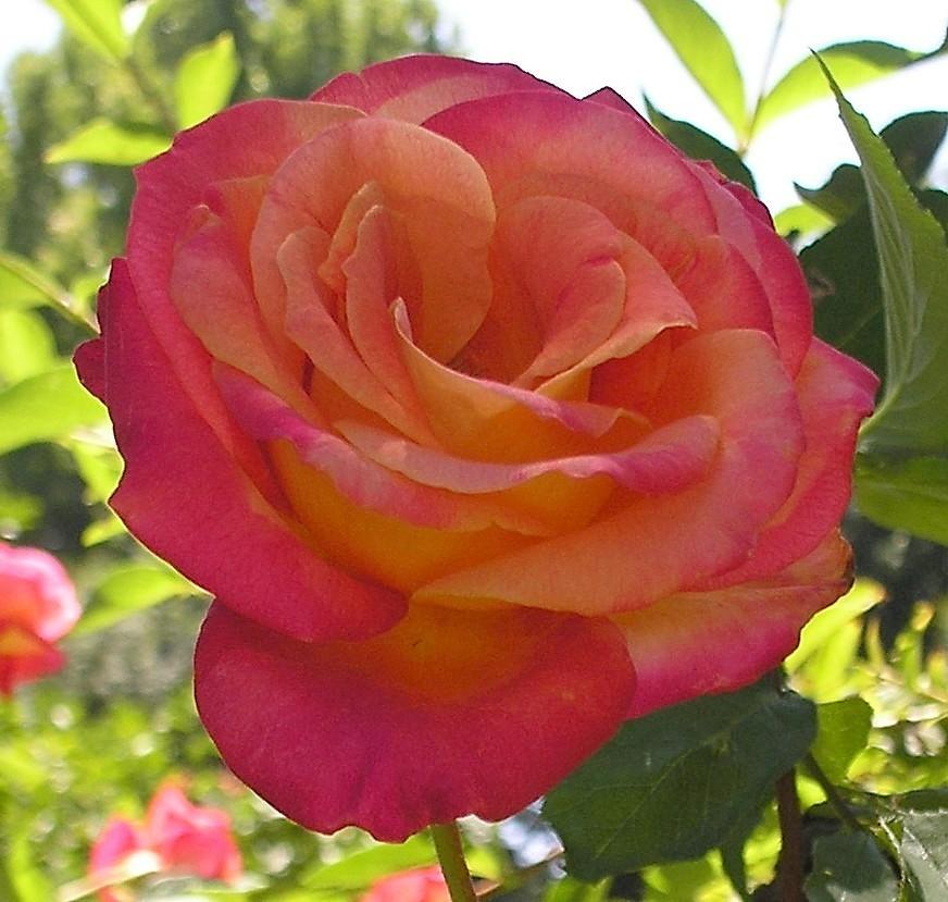 Rose (Rosa 'Delta Gold') in the Roses Database - Garden.org