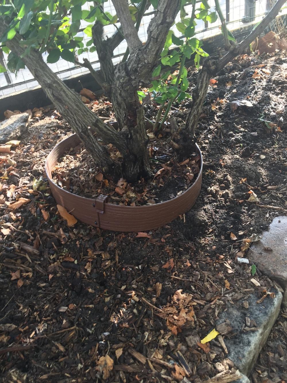 rose rings in the Roses forum - Garden.org