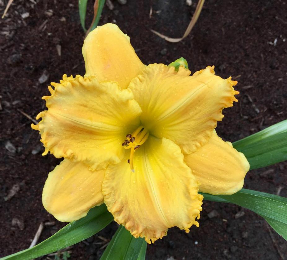 Daylily (Hemerocallis 'Yuma') in the Daylilies Database - Garden.org