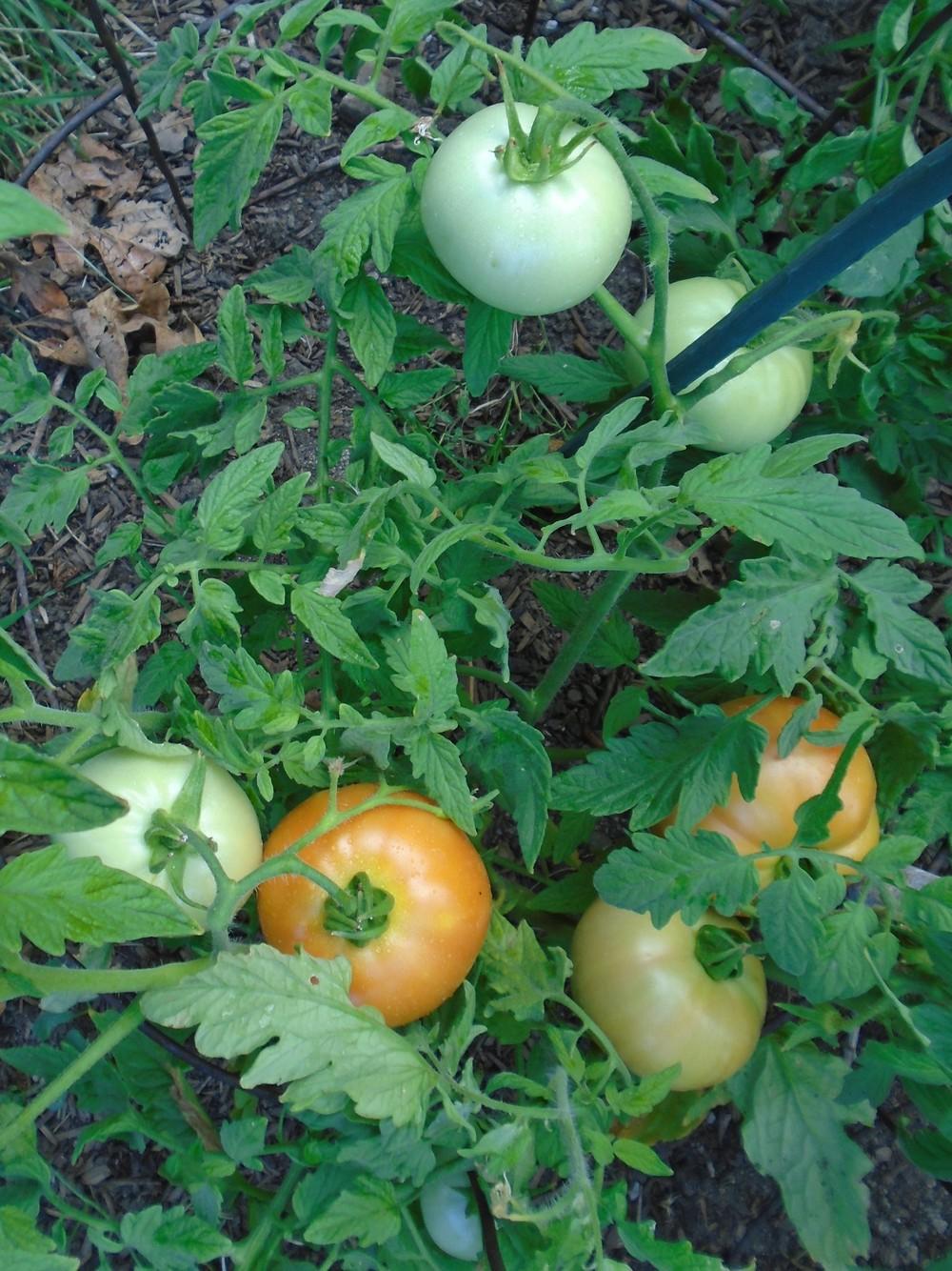 Tomato (Solanum lycopersicum 'Solar Flare') in the Tomatoes Database ...