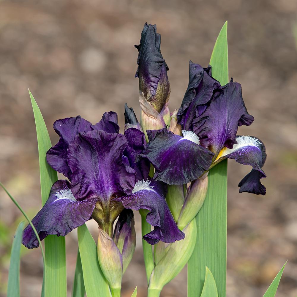 Intermediate Bearded Iris (Iris 'Midnight Ice') in the Irises Database ...