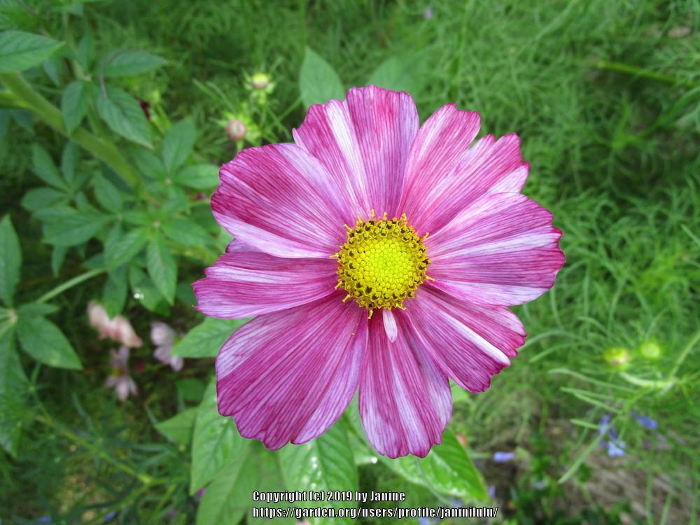 Cosmos (Cosmos bipinnatus 'Rosetta') in the Cosmos Database - Garden.org