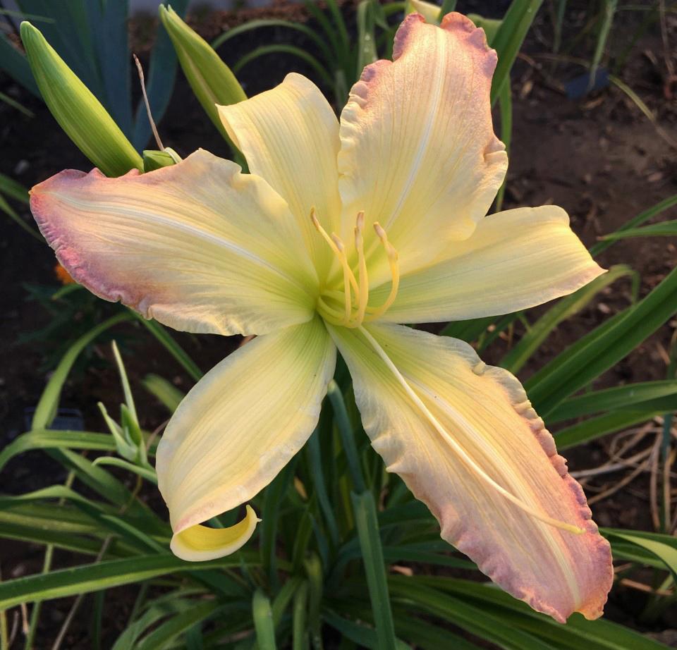 Daylily (Hemerocallis 'Mormon Spider') in the Daylilies Database ...