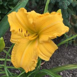 Photo of the bloom of Daylily (Hemerocallis 'Jen Melon') posted by Joy ...