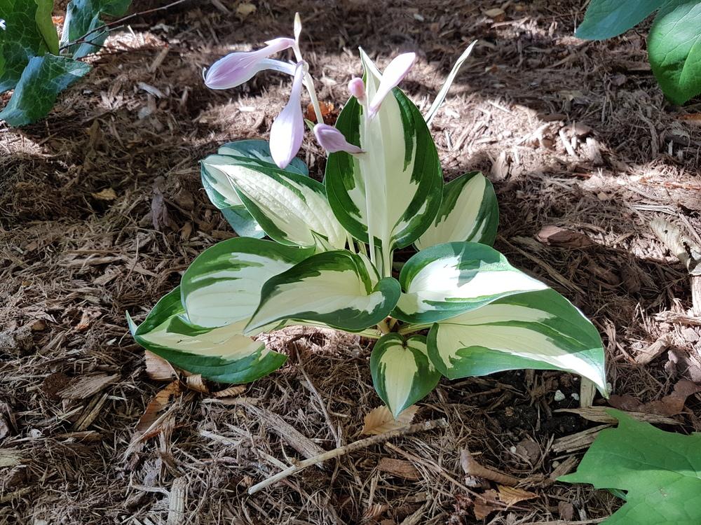 Hosta 'Loyalist' in the Hostas Database - Garden.org