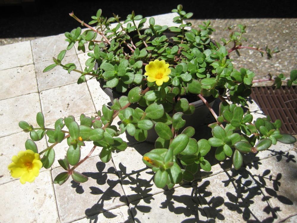 Pots, Containers and Baskets in the Purslane and Portulaca forum ...
