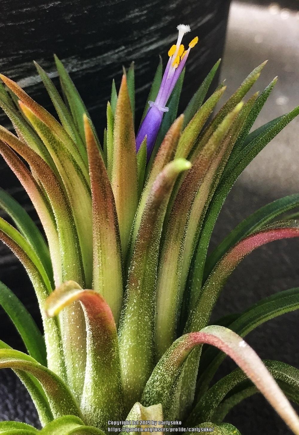 Air Plants: Plant Care and Collection of Varieties - Garden.org