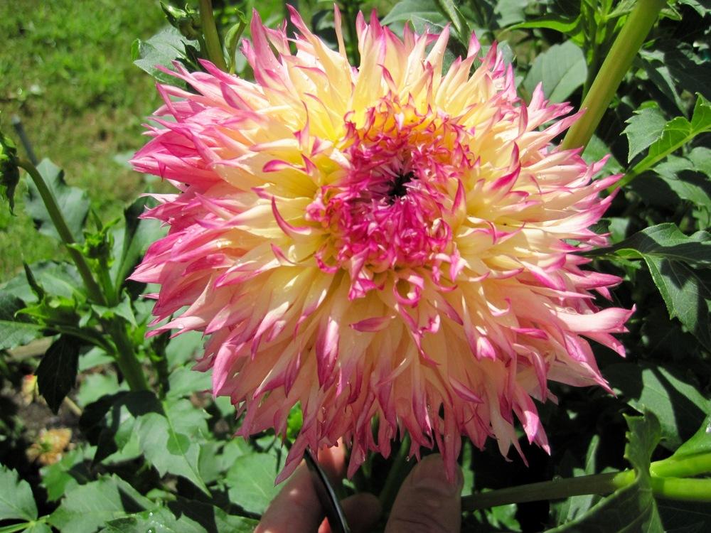 Photo of the bloom of Dahlia 'Pinelands Princess' posted by psudan ...