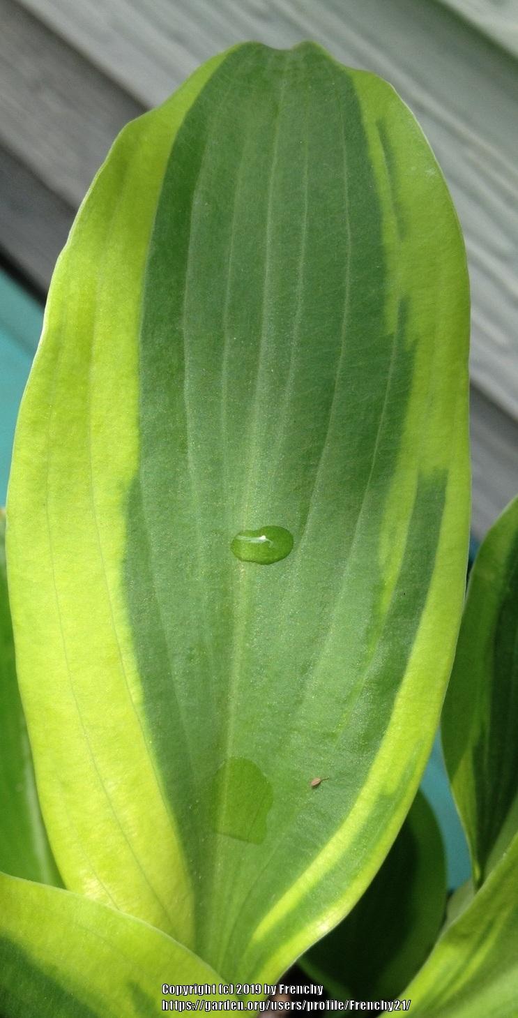 Hosta 'Velvet Moon' in the Hostas Database - Garden.org