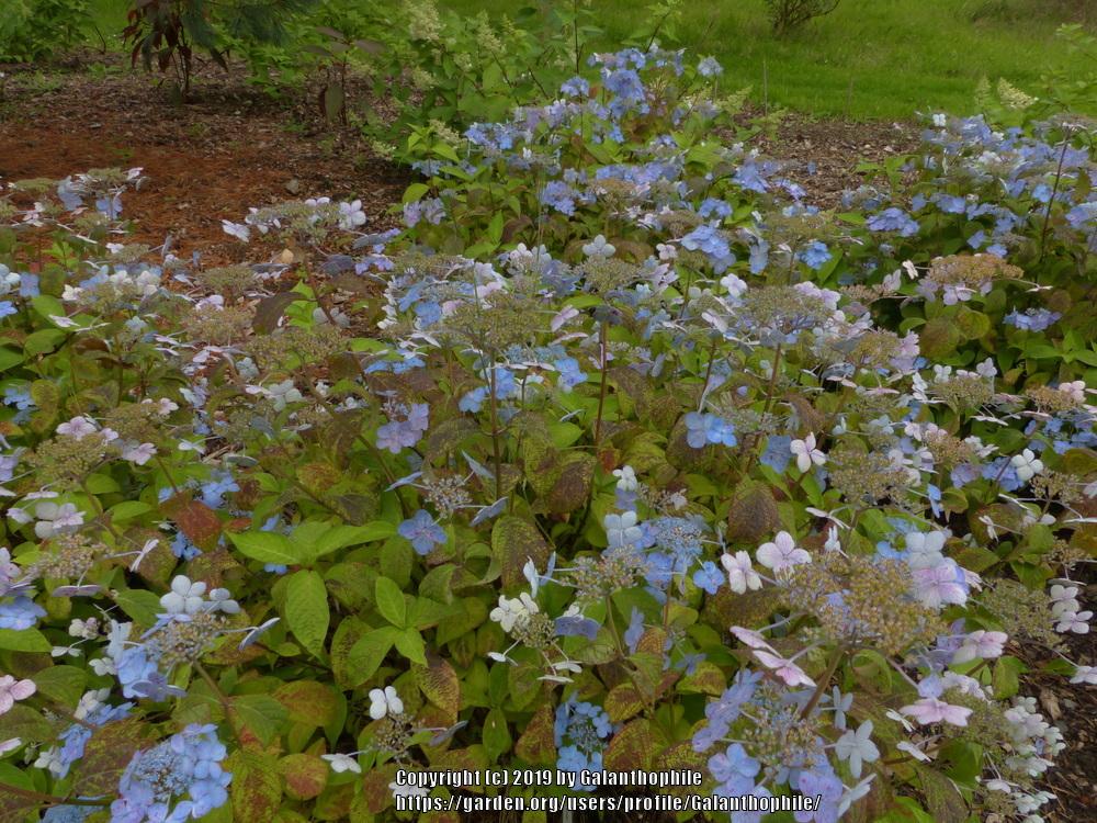 Mountain Hydrangea (Hydrangea serrata 'Miranda') in the Hydrangeas ...