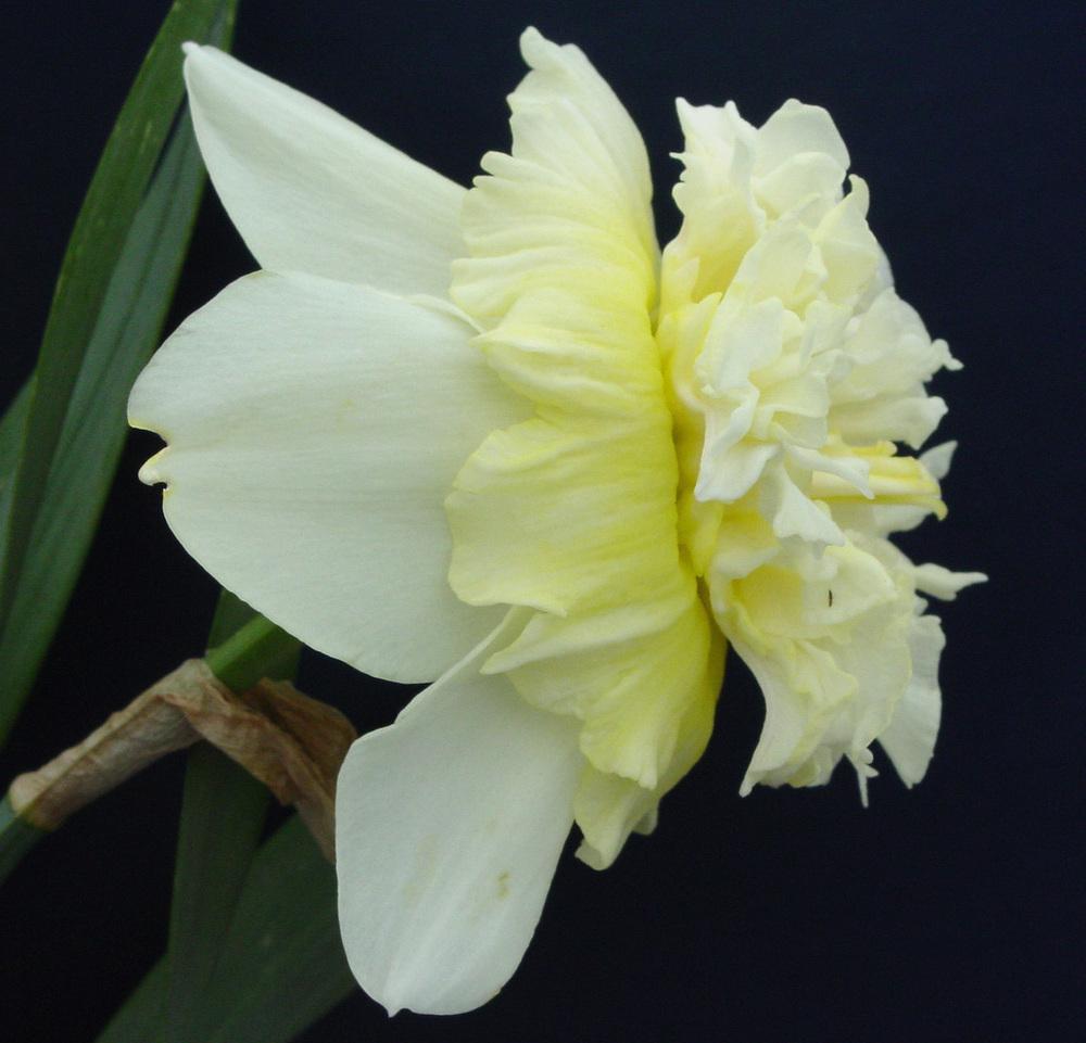 Photo of the bloom of Double Daffodil (Narcissus 'Ice King') posted by ...