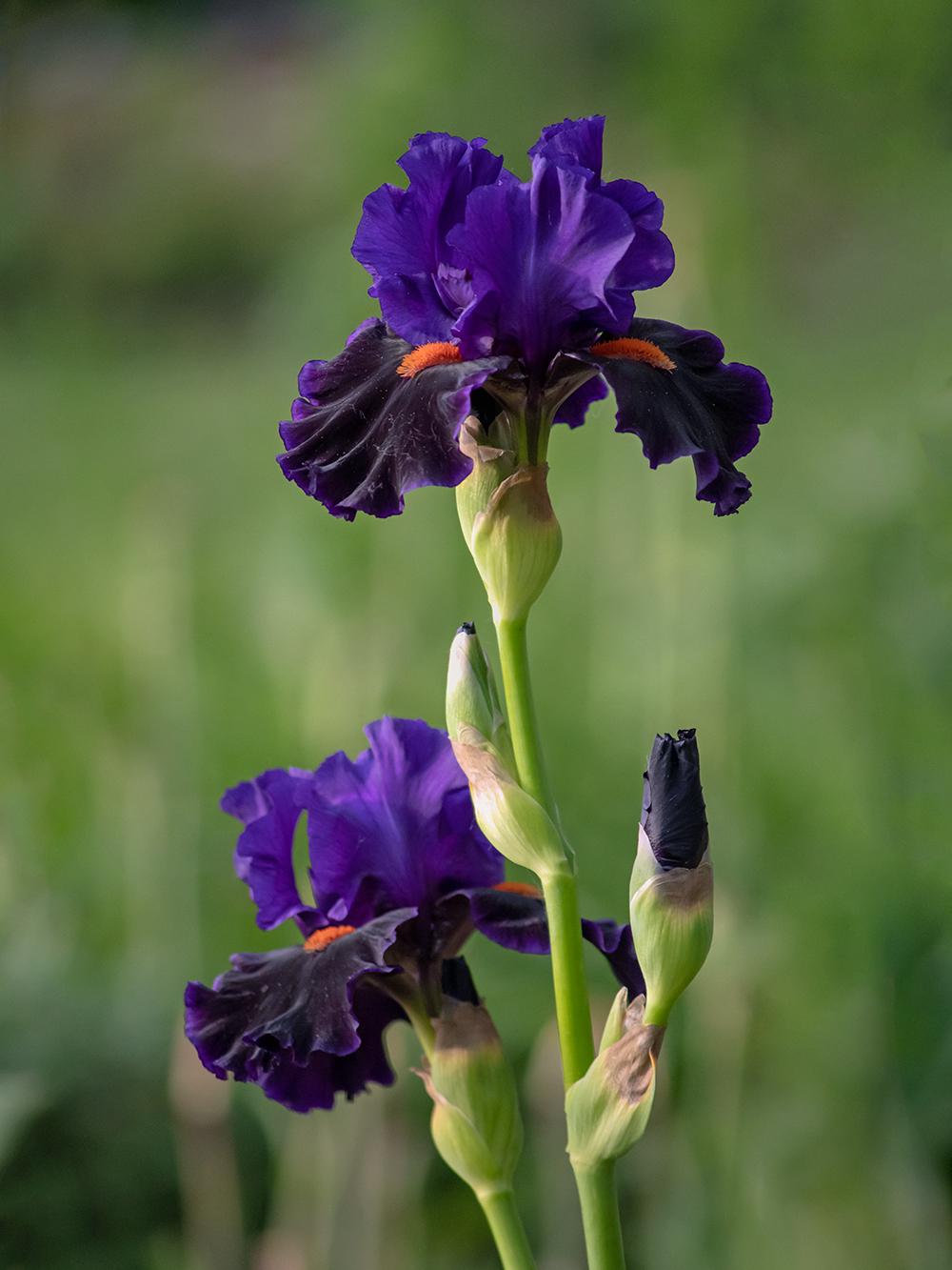 Photo of the stem, scape, stalk or bark of Tall Bearded Iris (Iris ...