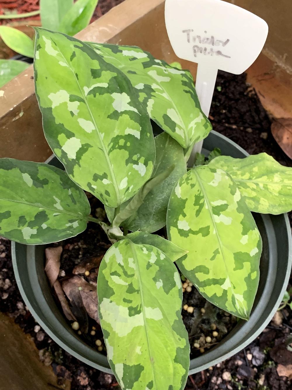 Aglaonemas: Plant Care and Collection of Varieties - Garden.org