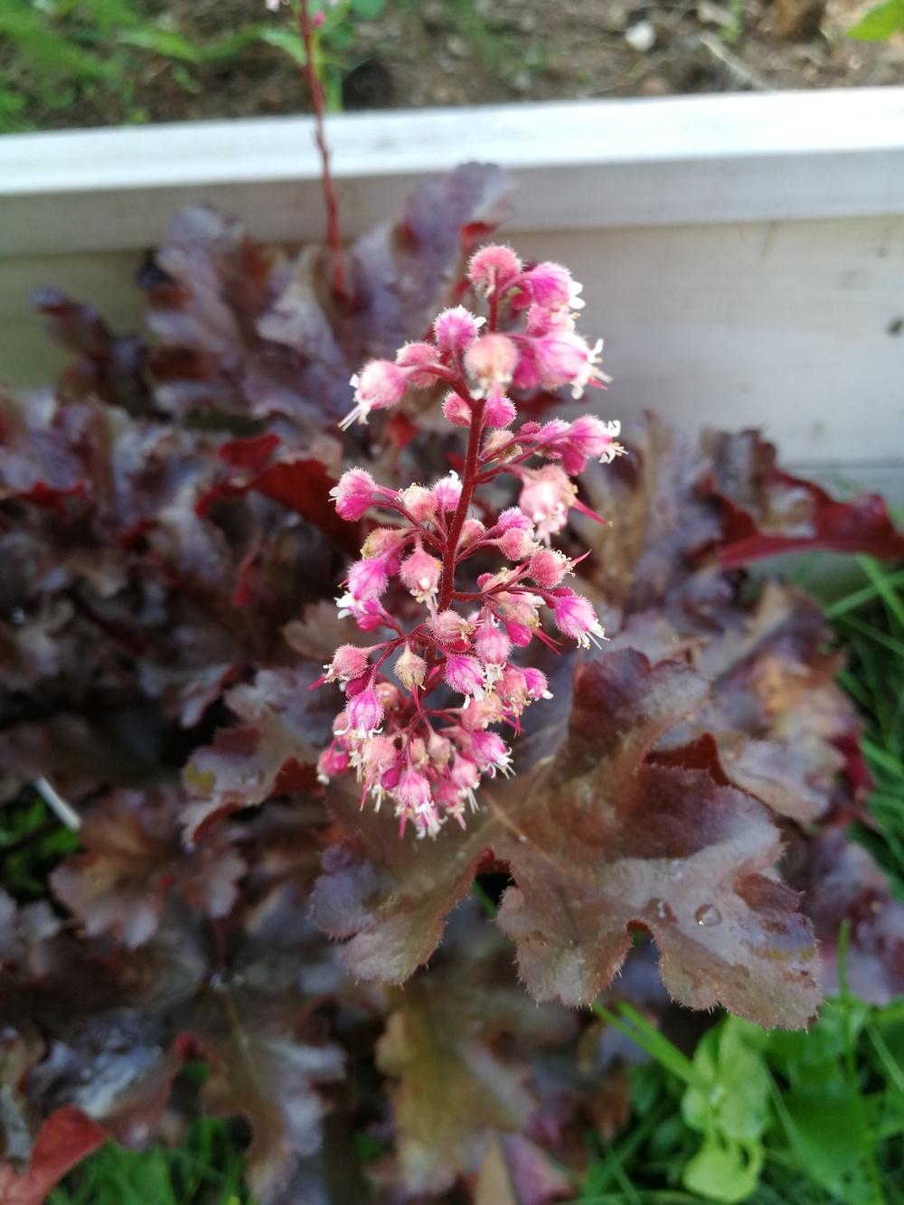 Coral Bells: Plant Care and Collection of Varieties - Garden.org