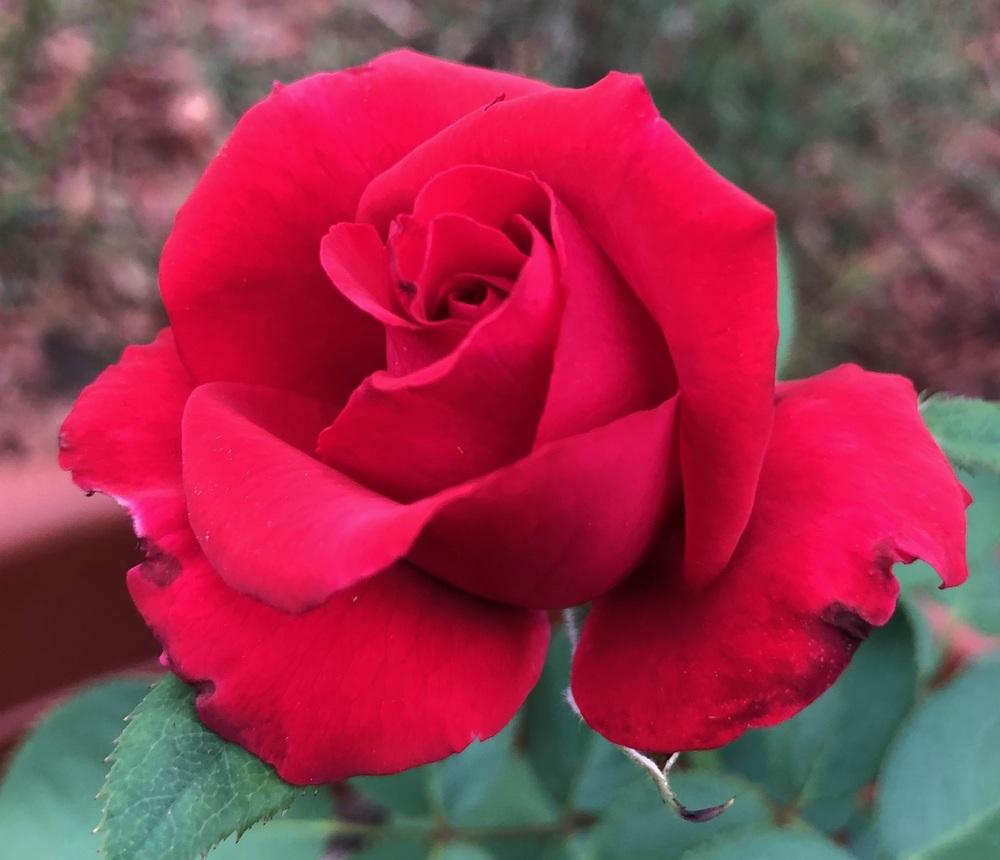 Photo of the bloom of Rose (Rosa 'Grande Amore') posted by MGKing ...