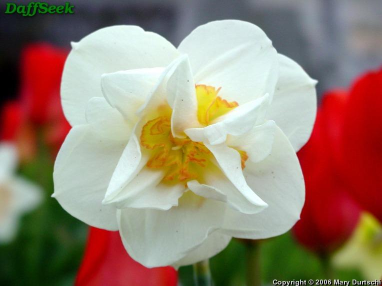 Double Daffodil (Narcissus 'Cotton Candy') in the Daffodils Database ...