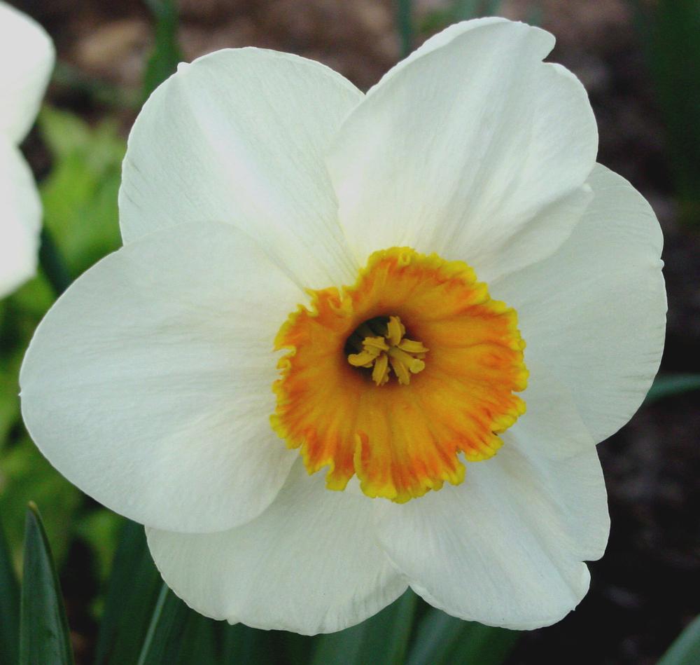 Small Cupped Daffodil (Narcissus 'Showbiz') in the Daffodils Database ...