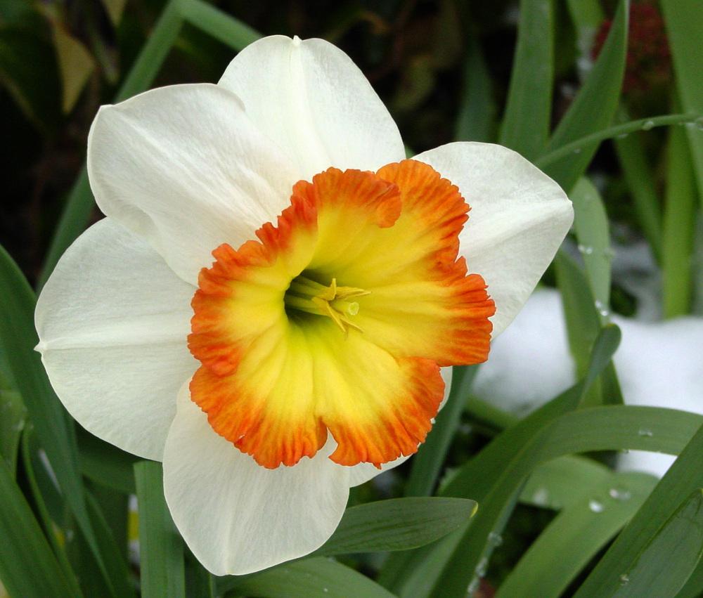 Large Cupped Daffodil (Narcissus 'Pink Bomb') in the Daffodils Database ...