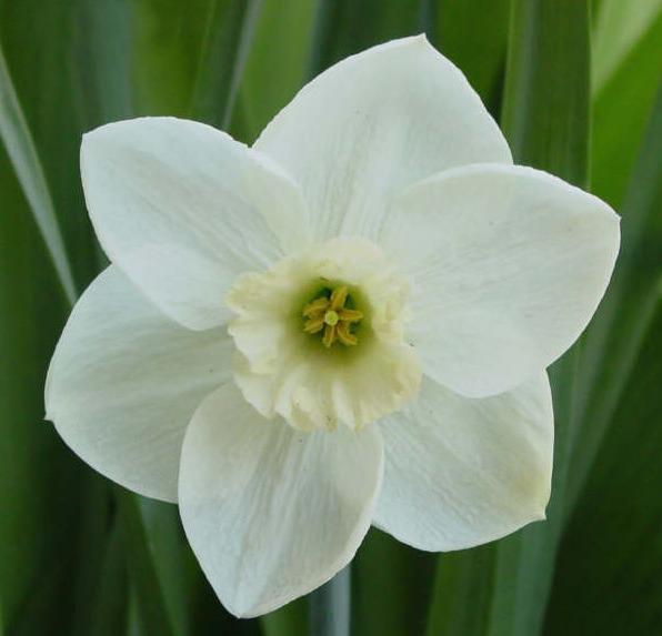 Small-cupped Daffodil (Narcissus 'Verona') in the Daffodils Database ...