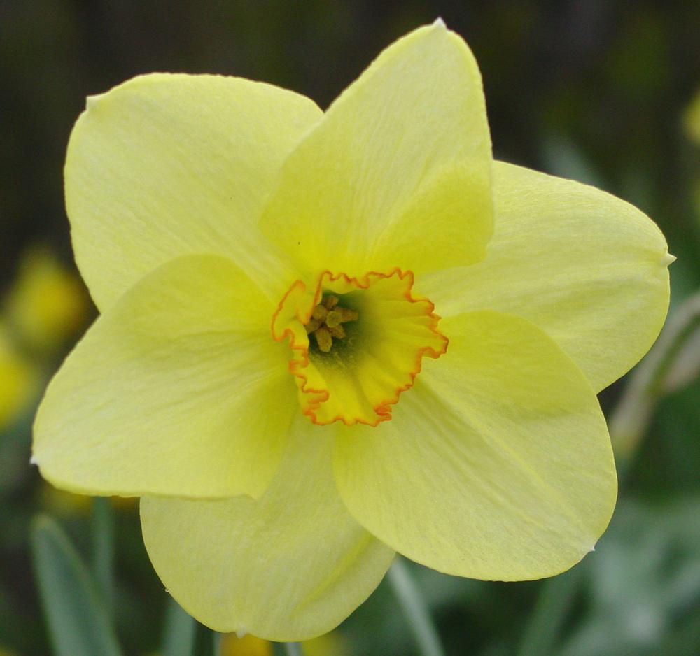 Small Cupped Daffodil (Narcissus 'On Edge') in the Daffodils Database ...