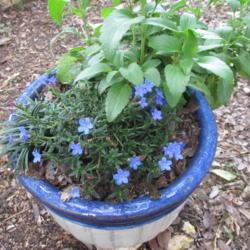 Photo of the entire plant of Lithodora (Glandora prostrata 'Heavenly ...