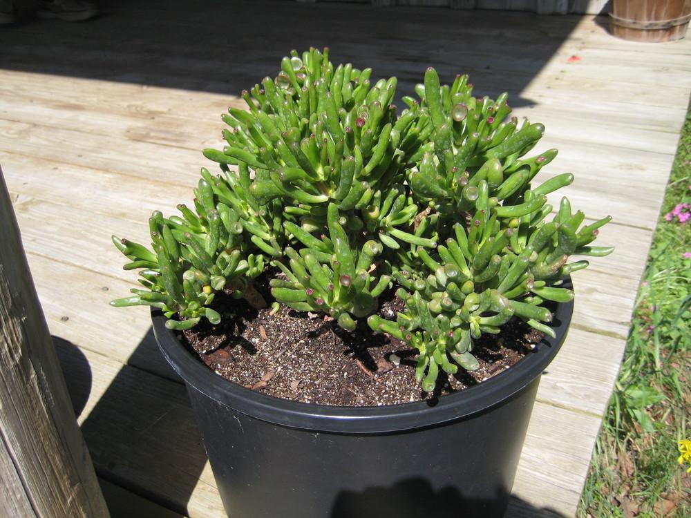 Photo of the entire plant of Jade Plant (Crassula ovata 'Ogre Ears ...