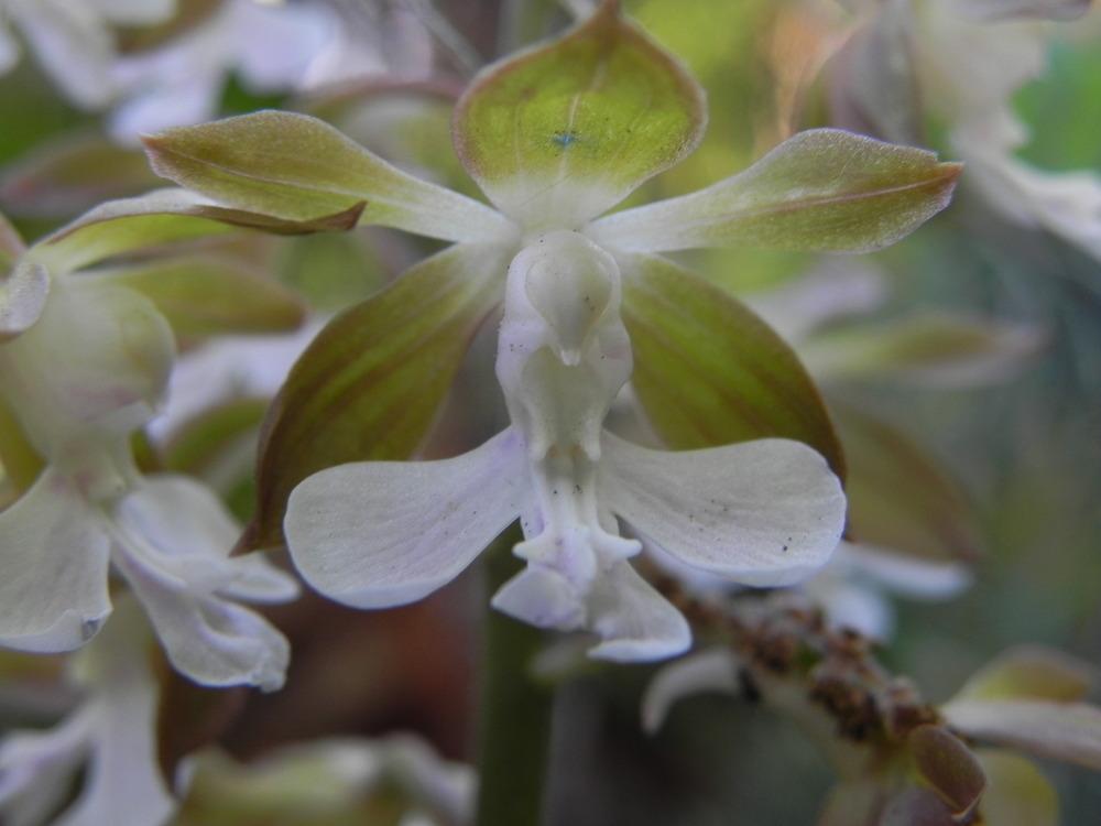 Calanthe Orchid (Calanthe discolor) - Garden.org