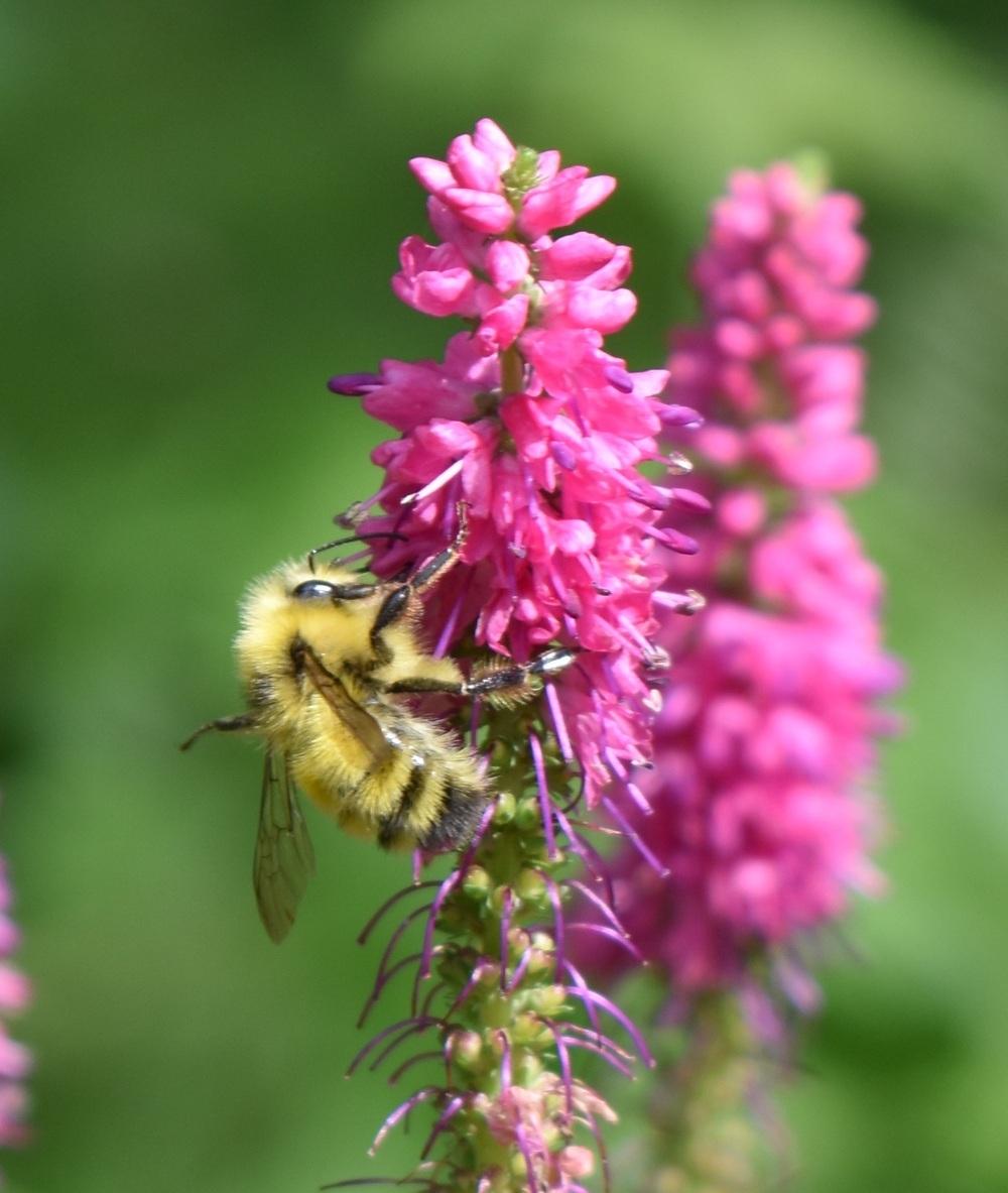 Photo of the bloom of Spike Speedwell (Veronica longifolia First Love ...