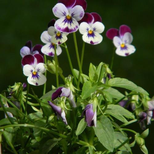 Pansy (Viola Sorbet™ Phantom) in the Violas Database - Garden.org