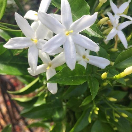African Jasmine (Jasminum tortuosum) - Garden.org