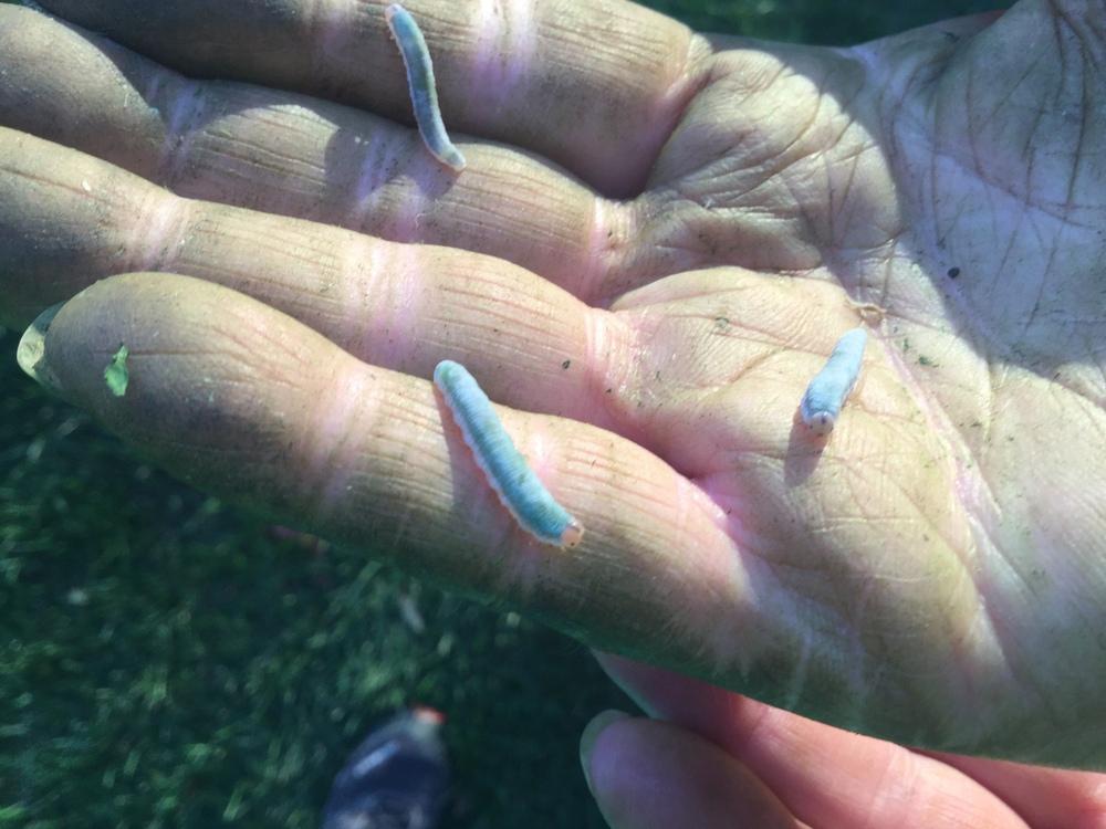 Gray worms on golden loosestrife in the Ask a Question forum - Garden.org