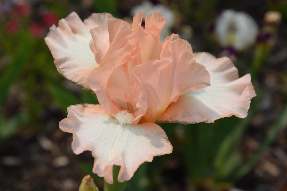 Standard Dwarf Bearded Iris (Iris 'Blushing Diamond') in the Irises ...