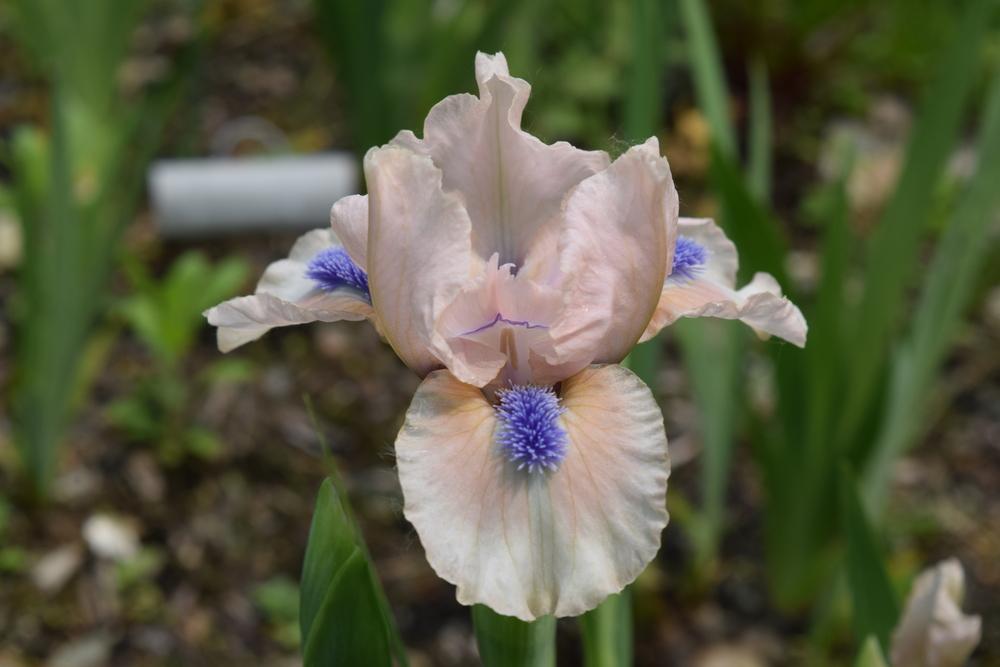 Standard Dwarf Bearded Iris (Iris 'Magic Splash') in the Irises ...