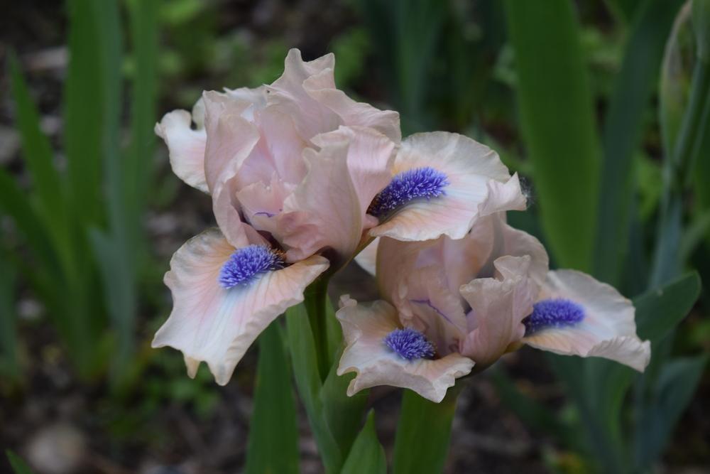 Photo of the bloom of Standard Dwarf Bearded Iris (Iris 'Magic Splash ...