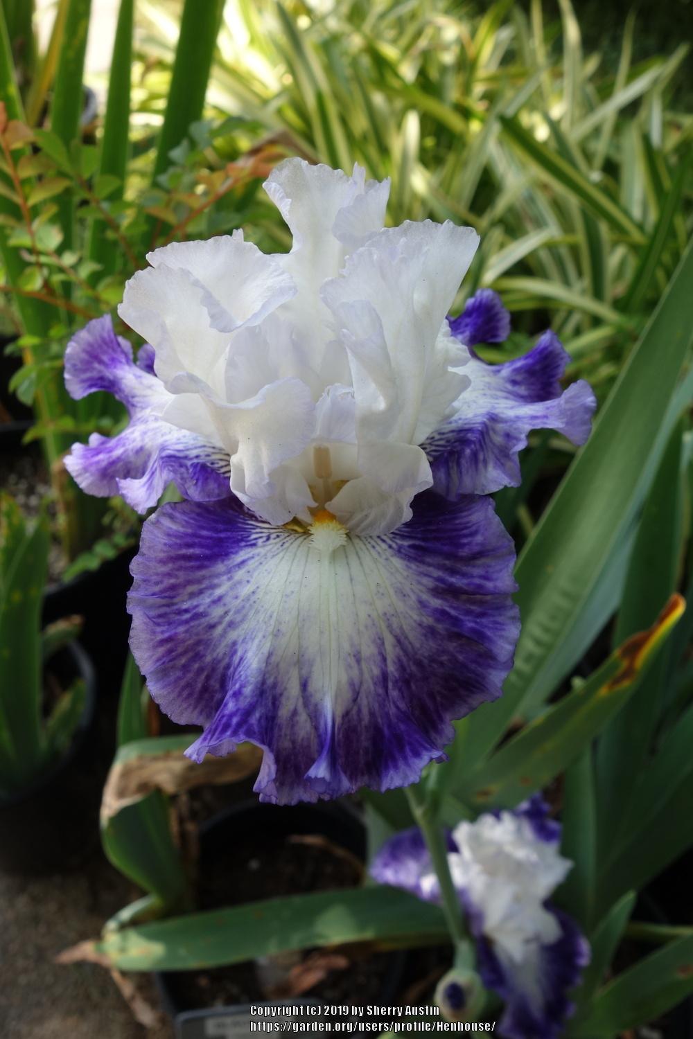Tall Bearded Iris (Iris 'Breaking the Ice') in the Irises Database ...