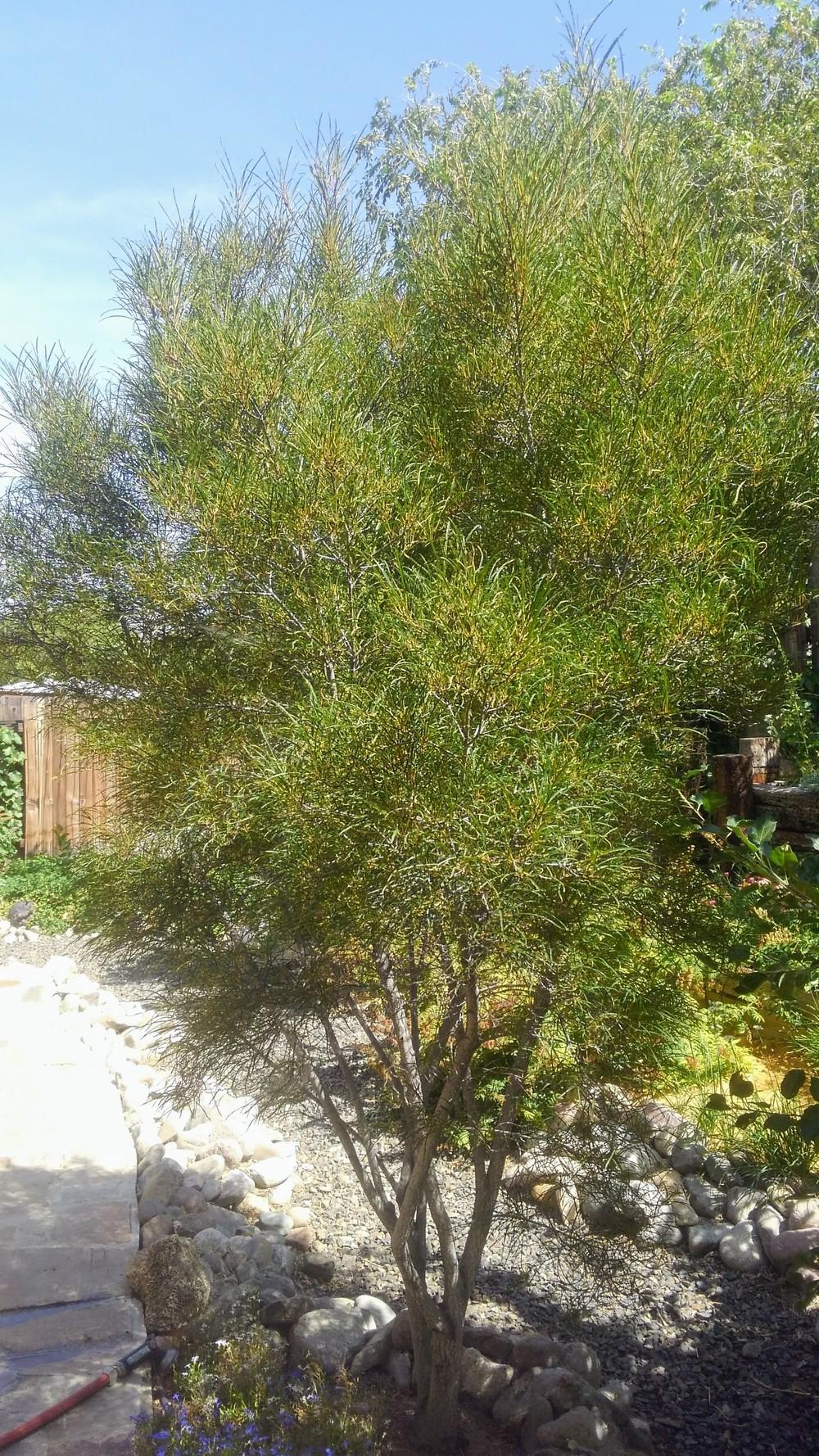 Photo of the entire plant of Alder Buckthorn (Frangula alnus subsp ...