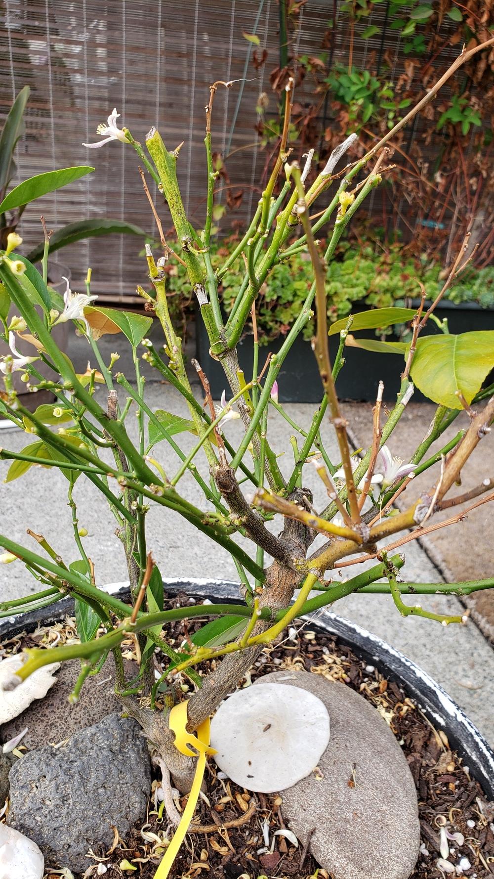 Citrus scale in Scale - Garden.org