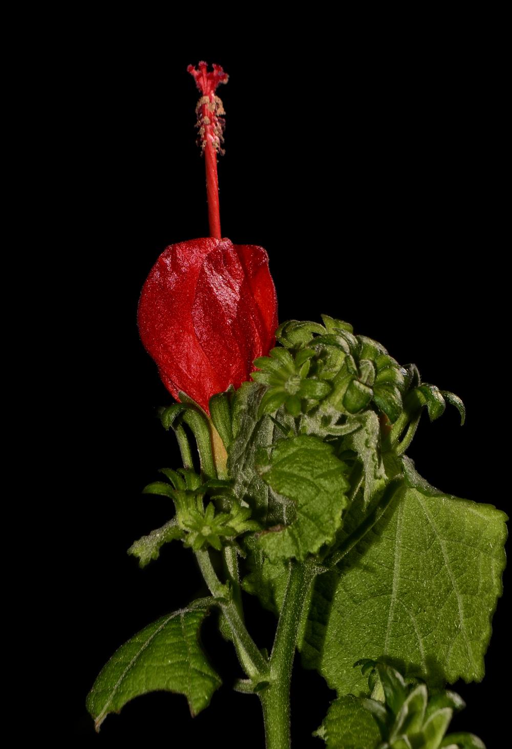 Photo of the bloom of Turk's Cap (Malvaviscus arboreus var. drummondii) posted by dawiz1753 ...