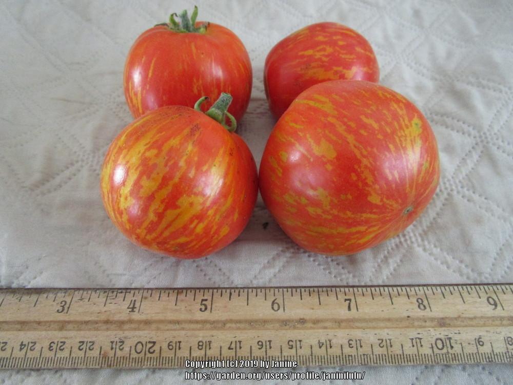 Tomato (Solanum lycopersicum 'Roughwood Golden Tiger') in the Tomatoes ...