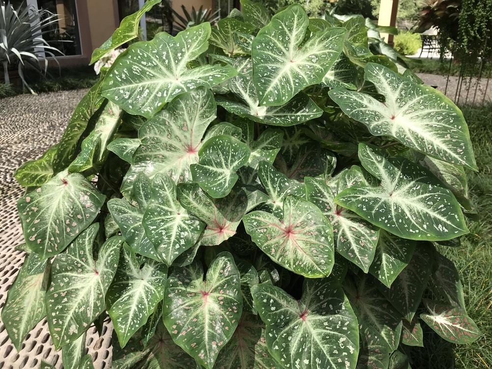 Fancy-leaf Caladium (Caladium 'Galaxy') in the Caladiums Database ...