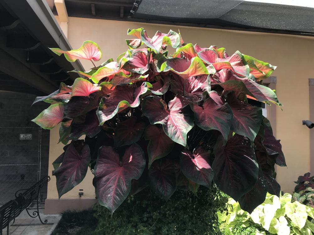Lance-leaf Caladium (Caladium 'Dragon Heart') in the Caladiums Database ...