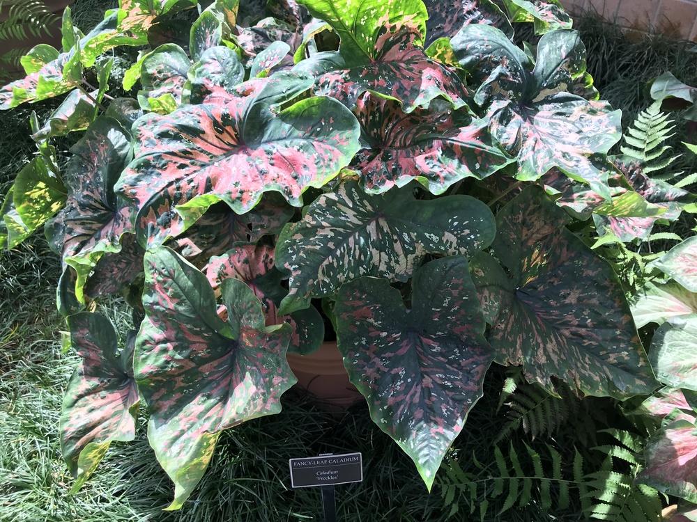 Fancy-leaf Caladium (Caladium 'Freckles') in the Caladiums Database ...