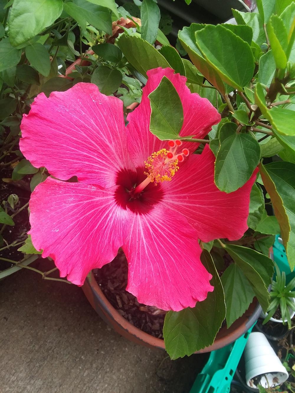Tropical Hibiscus (Hibiscus rosa-sinensis 'Amy Lynn') in the Tropical ...